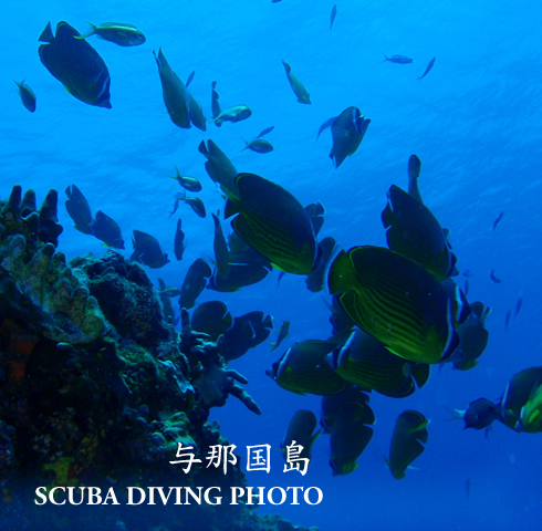 与那国島 Trip Diving RE/更新 220424